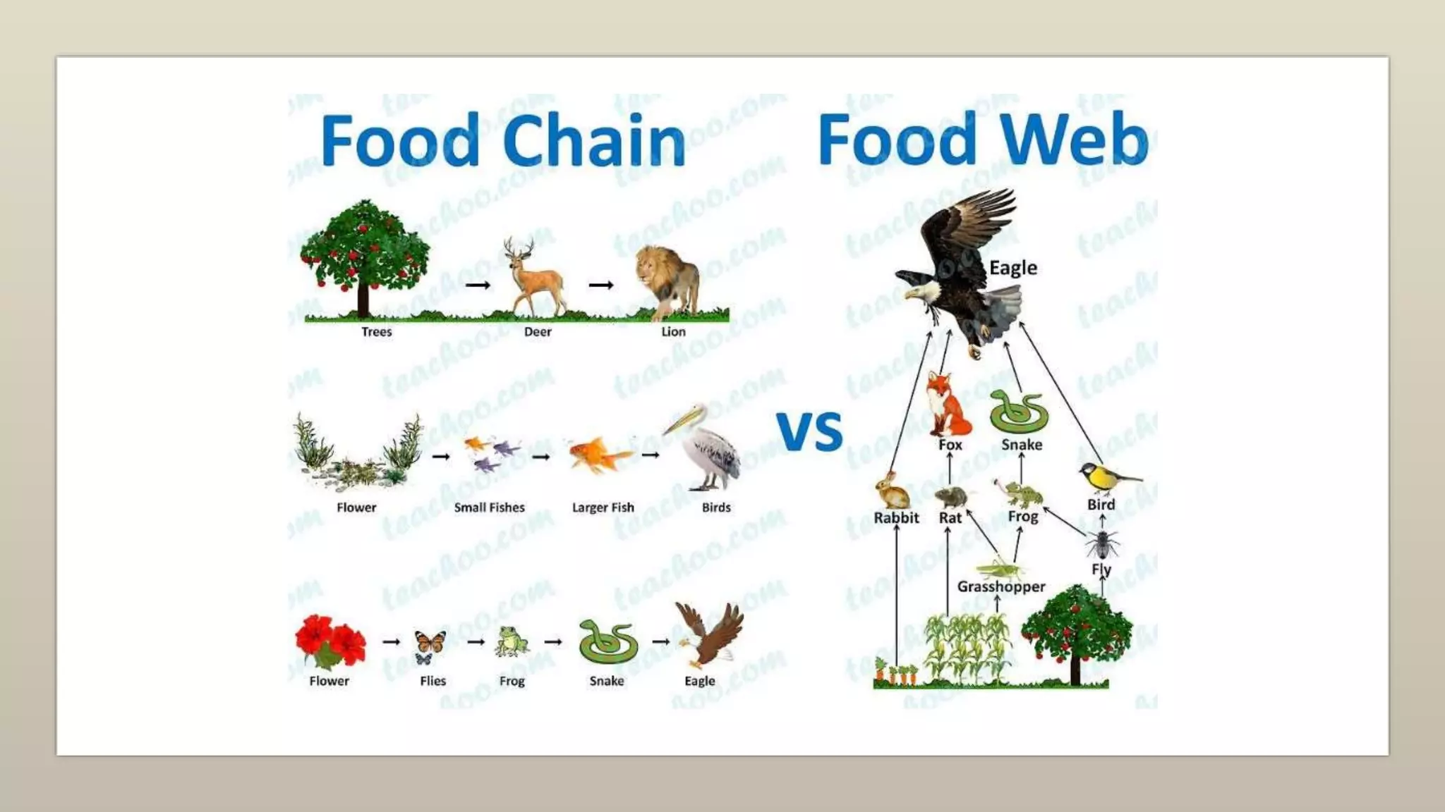 Food Chain And Food Web | PPTX