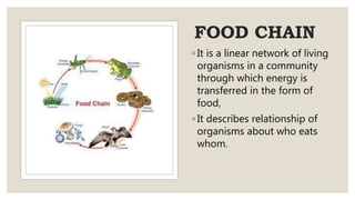 Food Chain And Food Web | PPTX