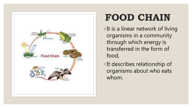 Food Chain And Food Web | PPTX | Science