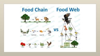 Food Chain And Food Web | PPTX