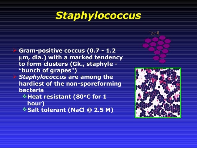 Staphylococcus Aureus Symptoms