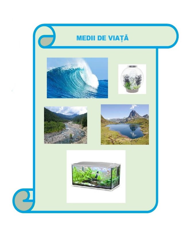 Harta proiectului Animale marine-GRUPA MARE.docx