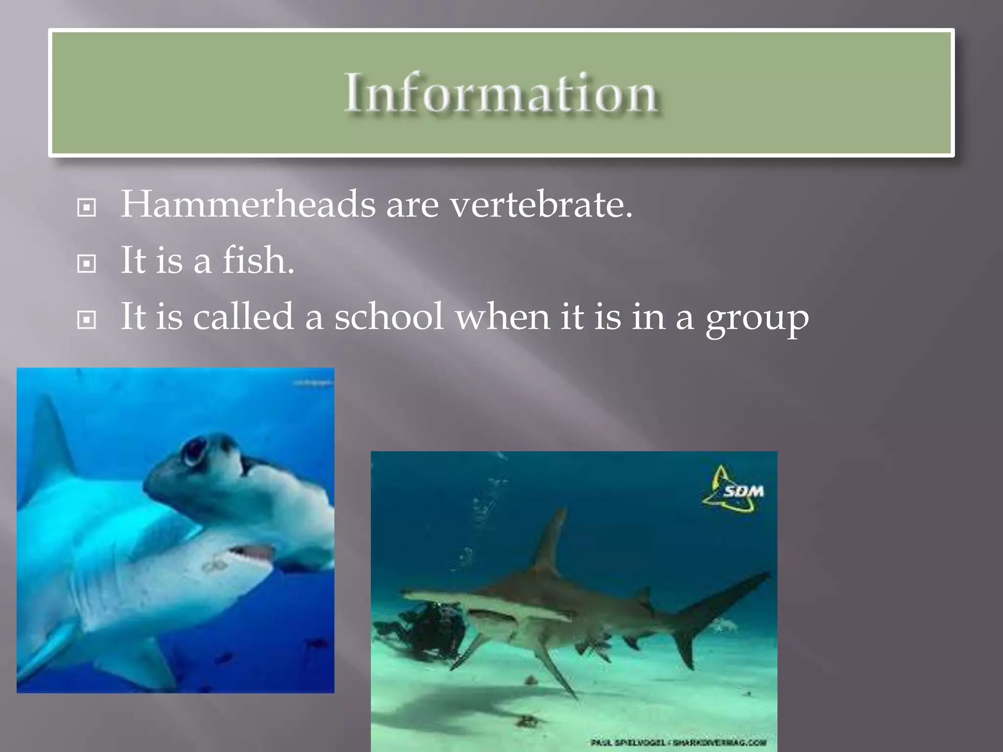 Hartman hammerhead shark | PPTX