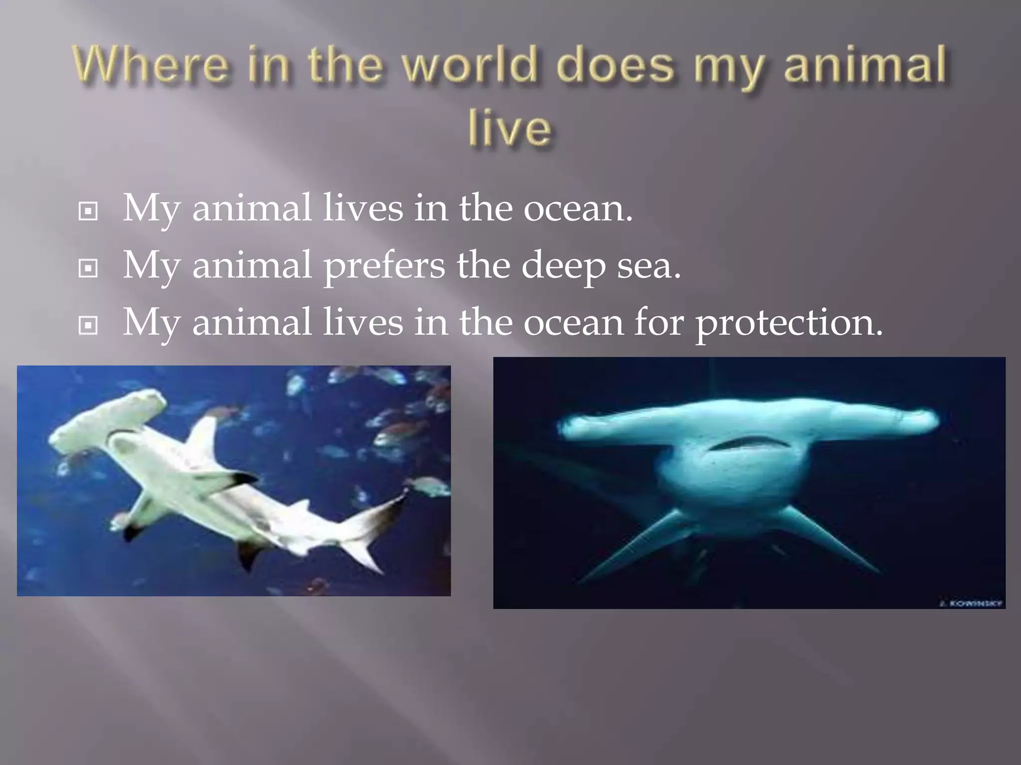 Hartman hammerhead shark | PPT