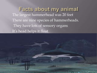 Hartman hammerhead shark | PPTX | Zoos & Aquariums | Attractions