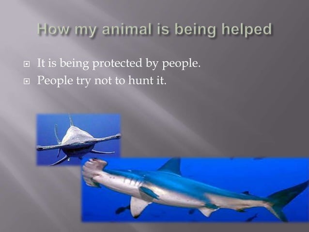 Hartman hammerhead shark | PPTX