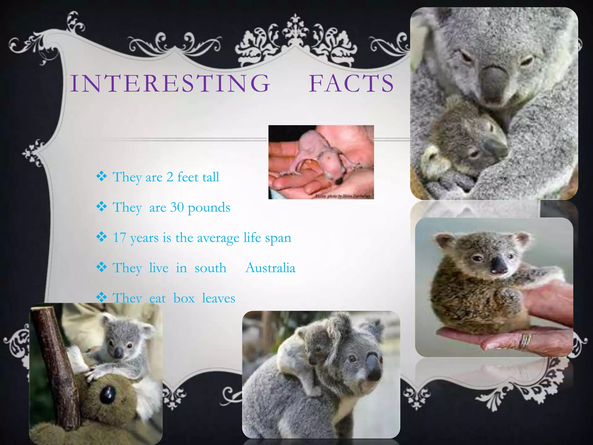 Hartman koala | PPTX | Large Animals | Pets