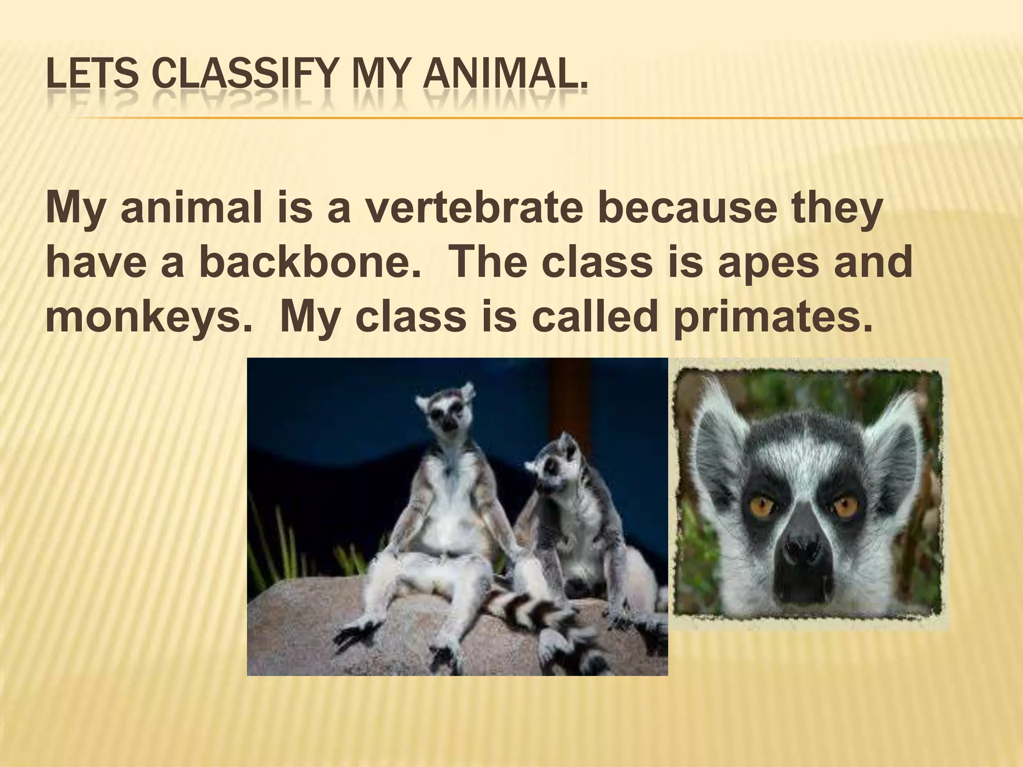 Hartman lemur | PPTX | Reptiles | Pets