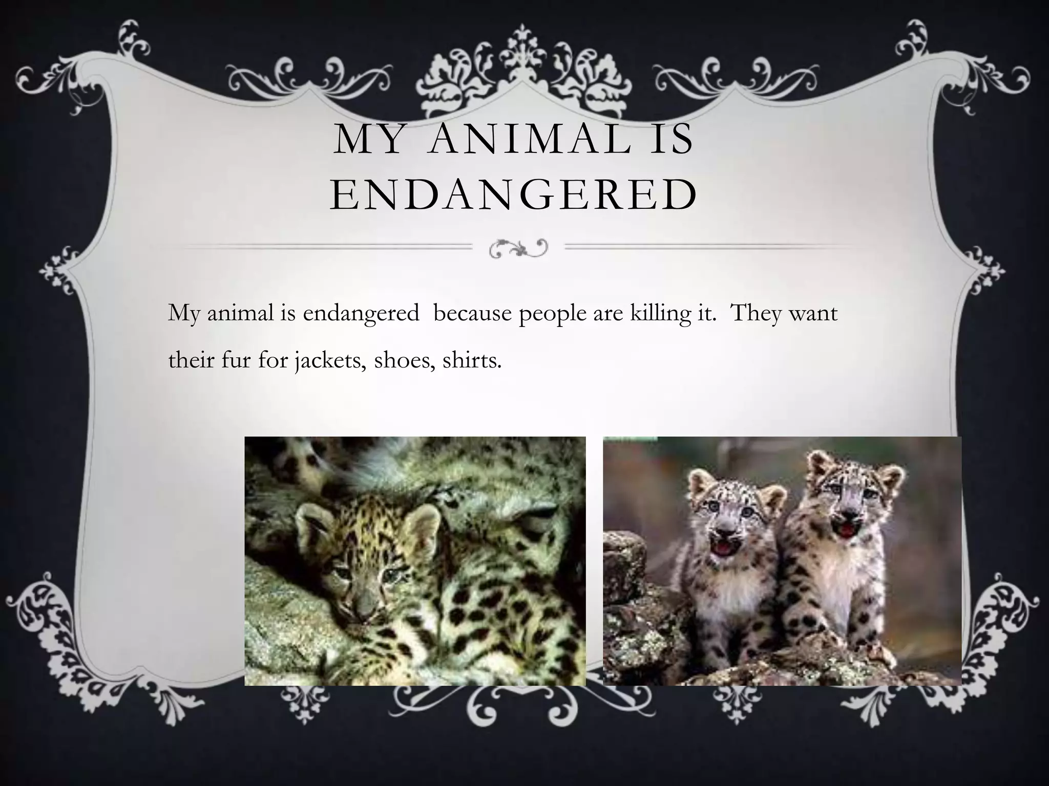 Hartman leopard | PPT