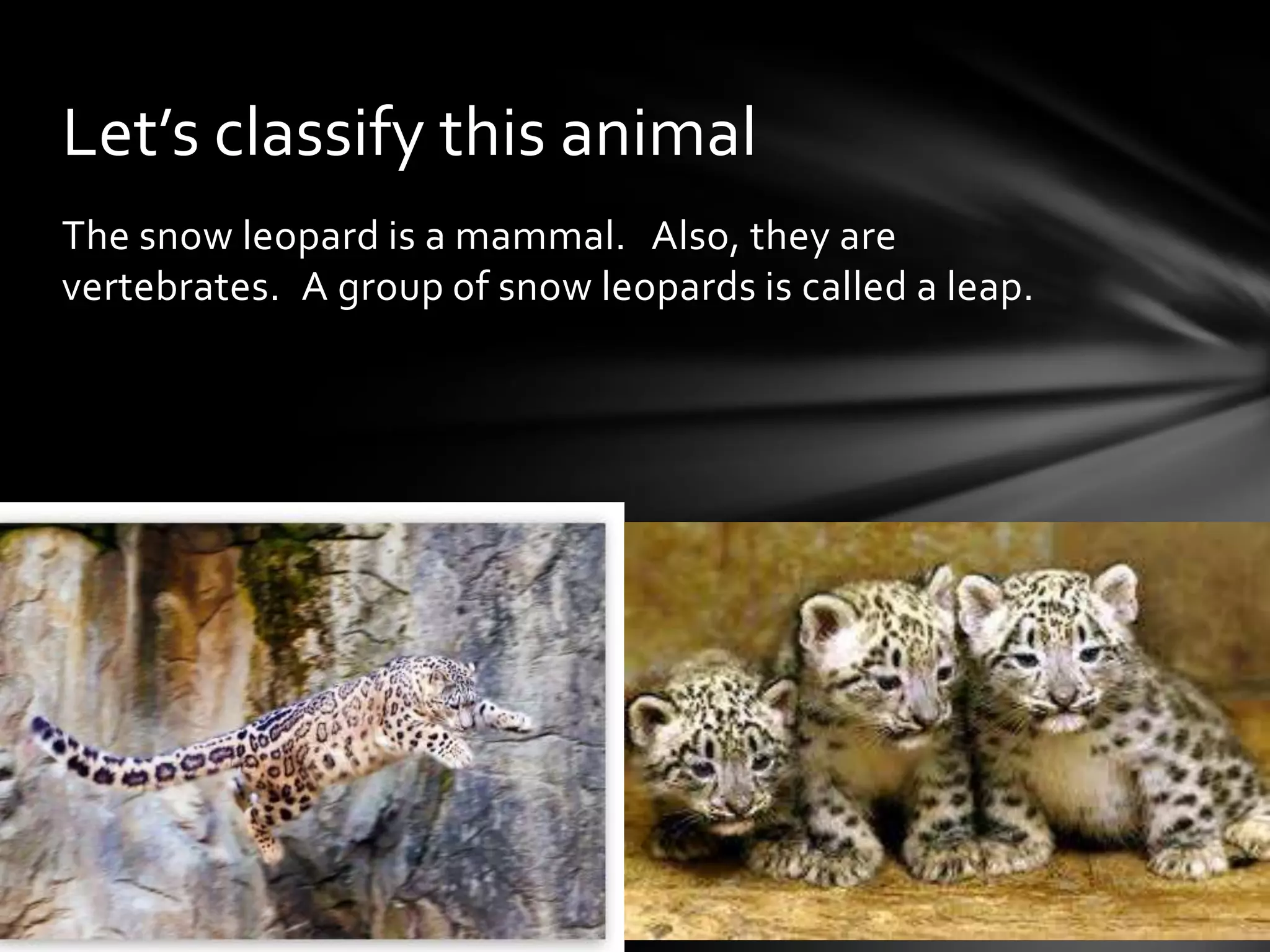 Hartman snow leopard | PPTX