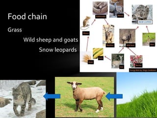 Hartman snow leopard | PPTX | Cats | Pets