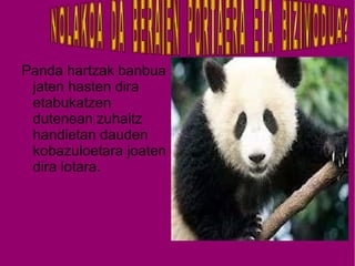 Hartz panda | ODP