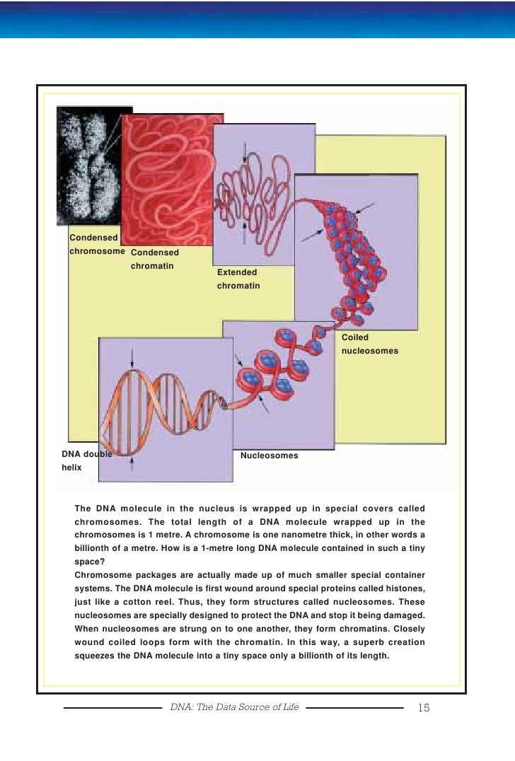 Harun Yahya Islam The Miracle Of Creation In Dna