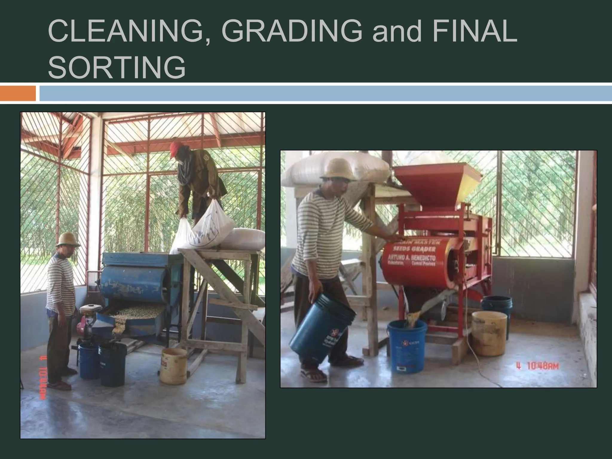 HARVEST-AND-POST-HARVEST-OF-CORN (1).pptx