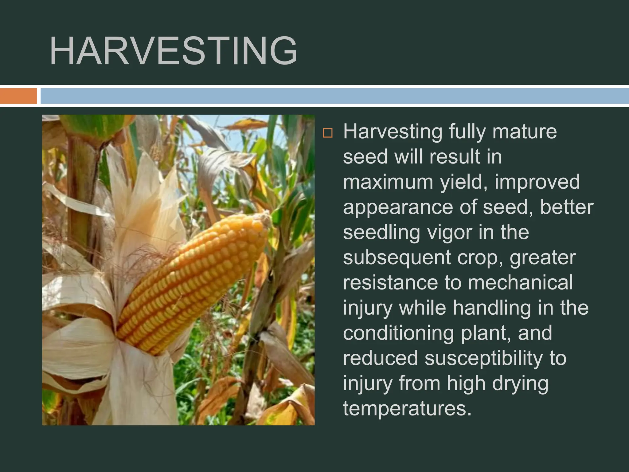 HARVEST-AND-POST-HARVEST-OF-CORN (1).pptx
