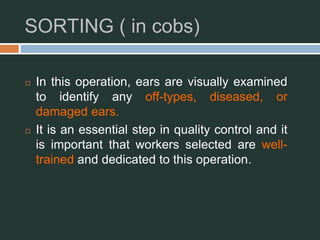 HARVEST-AND-POST-HARVEST-OF-CORN (1).pptx