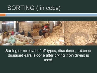 HARVEST-AND-POST-HARVEST-OF-CORN (1).pptx