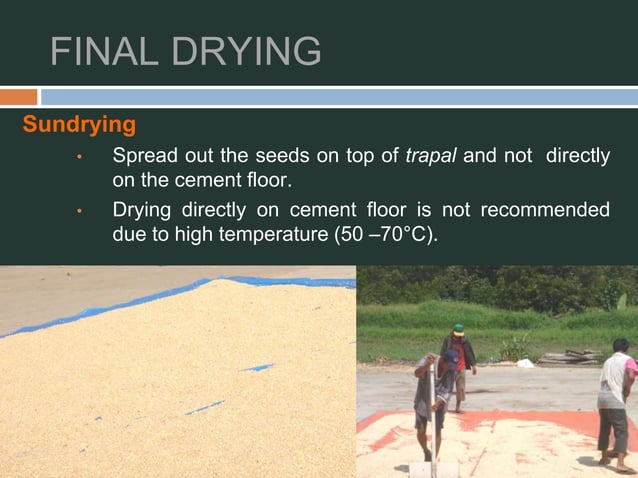 HARVEST-AND-POST-HARVEST-OF-CORN (1).pptx