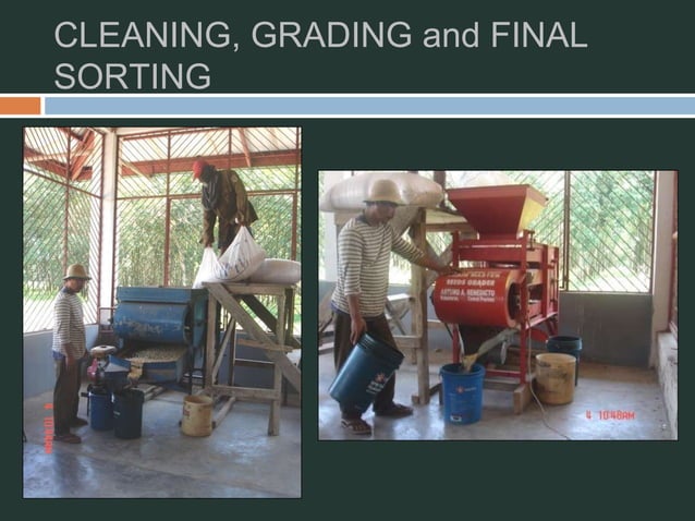 HARVEST-AND-POST-HARVEST-OF-CORN (1).pptx