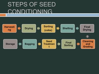 HARVEST-AND-POST-HARVEST-OF-CORN (1).pptx