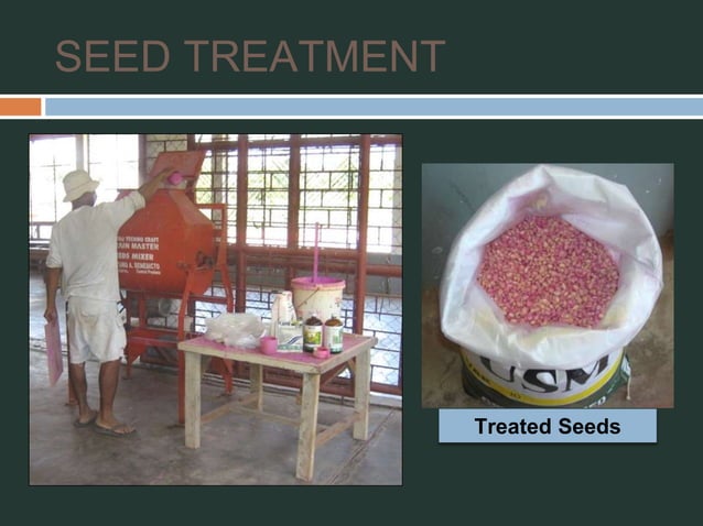 HARVEST-AND-POST-HARVEST-OF-CORN (1).pptx