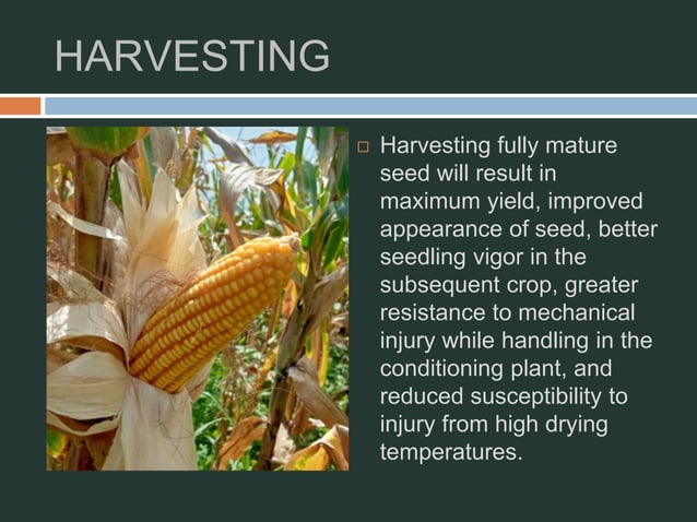 HARVEST-AND-POST-HARVEST-OF-CORN (1).pptx