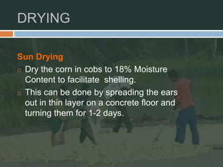 HARVEST-AND-POST-HARVEST-OF-CORN (1).pptx