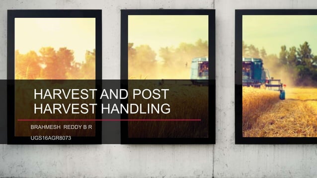 Harvest and post harvest handling of seed crops | PPTX