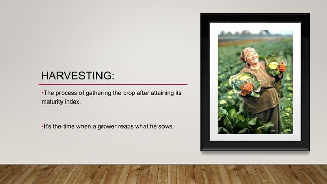 Harvest and post harvest handling of seed crops | PPTX