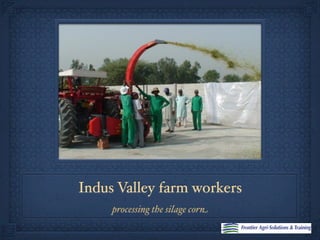Harvest at Indus Valley | KEY