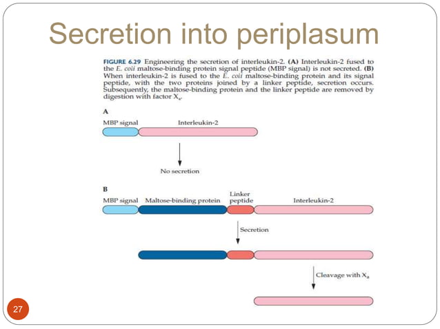 Harvesting and downstream product purification | PPTX