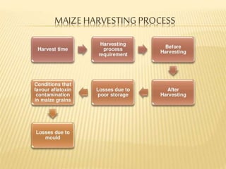 Harvesting and post harvesting of maize A Presentation By Mr Allah Dad ...