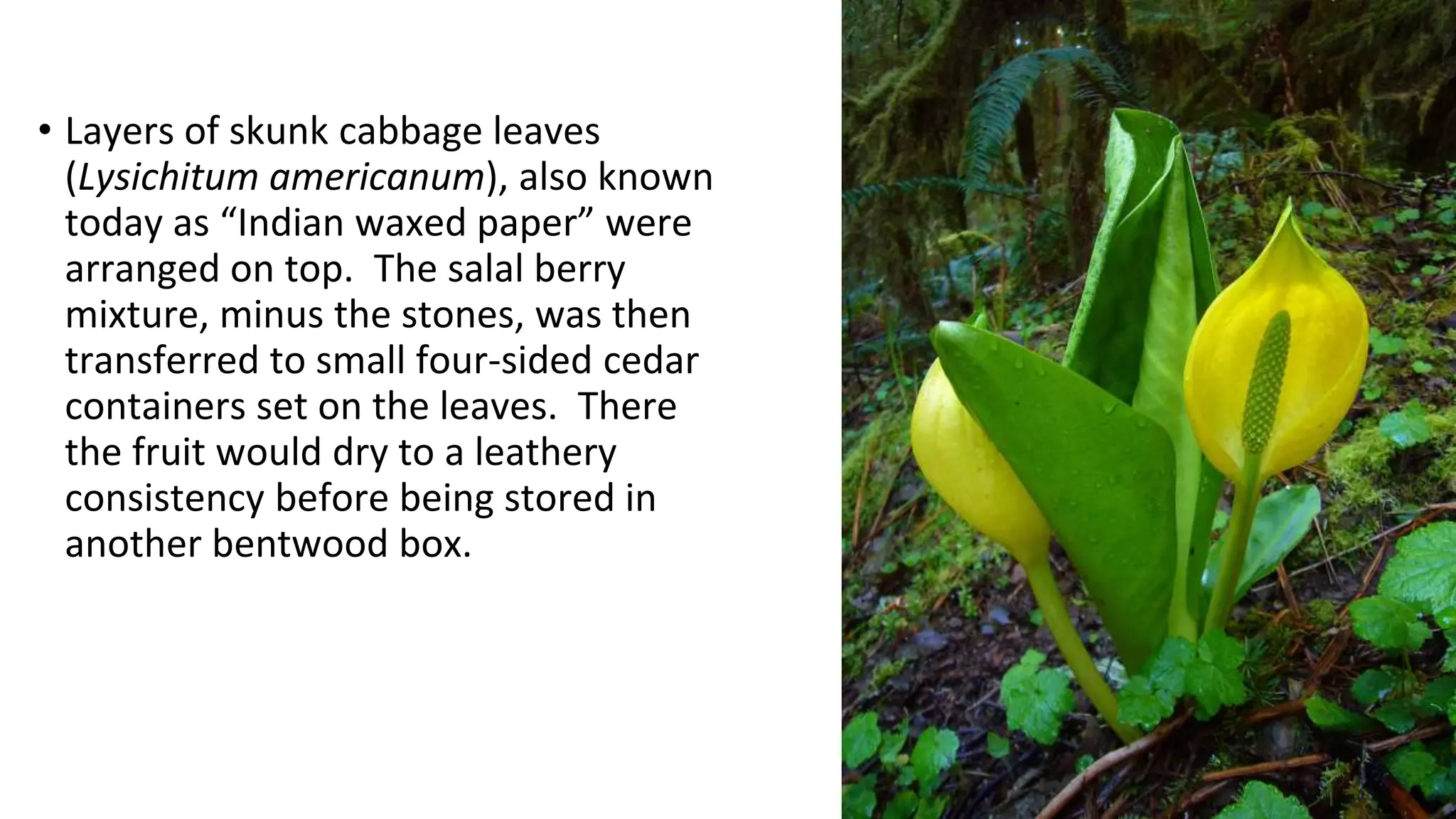 Harvesting & and cooking the pnw indigenous way | PDF