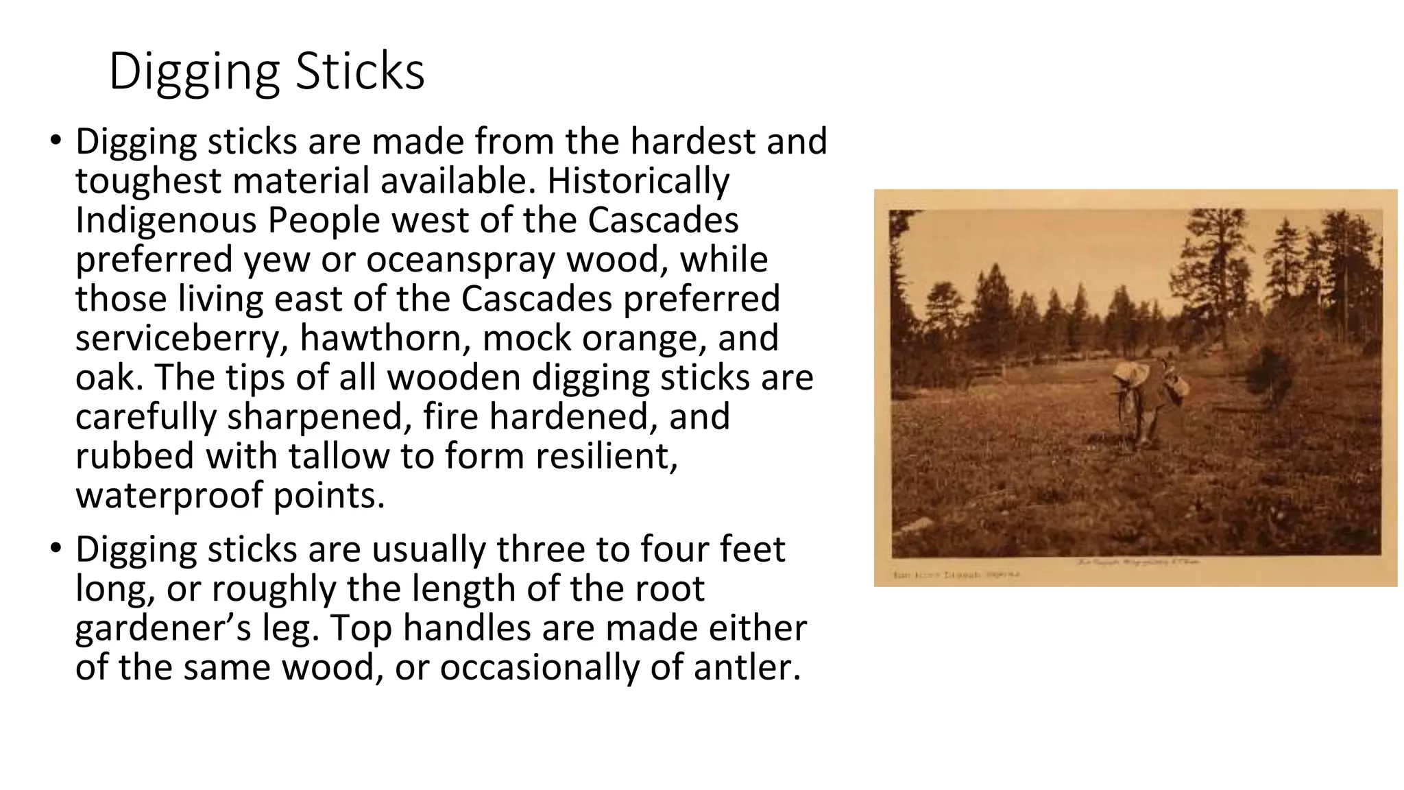 Harvesting & and cooking the pnw indigenous way | PDF