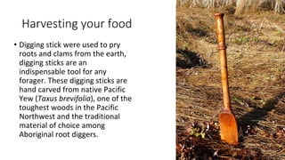 Harvesting & and cooking the pnw indigenous way | PPT