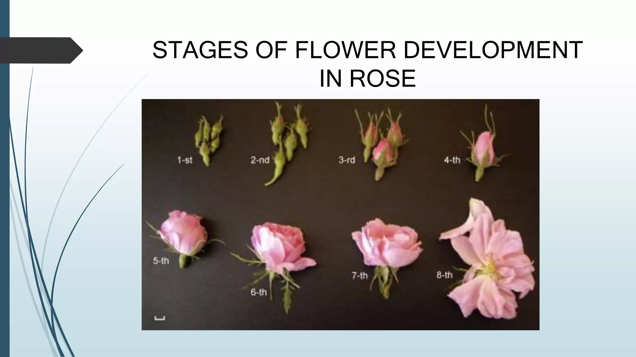 Harvesting Indices and Harvesting Techniques of Cut Flowers | PPTX