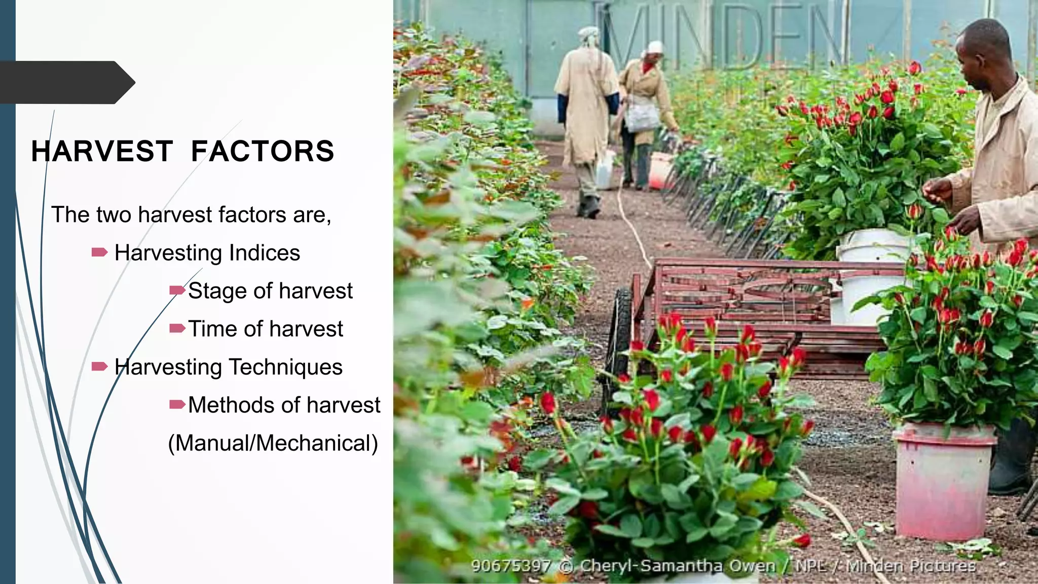 Harvesting Indices and Harvesting Techniques of Cut Flowers | PPTX