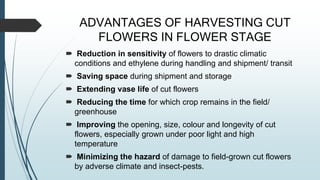 Harvesting Indices and Harvesting Techniques of Cut Flowers | PPTX