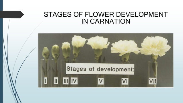 Harvesting Indices and Harvesting Techniques of Cut Flowers | PPTX
