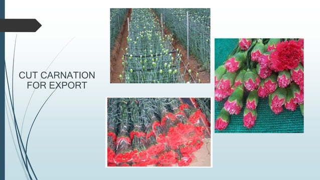 Harvesting Indices and Harvesting Techniques of Cut Flowers | PPTX