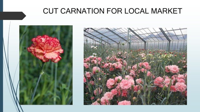 Harvesting Indices and Harvesting Techniques of Cut Flowers | PPTX