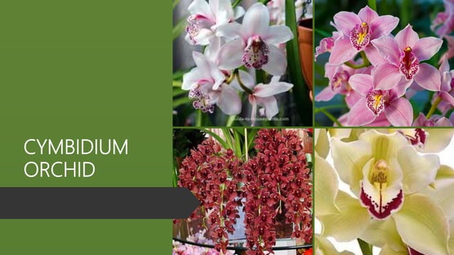 Harvesting Indices and Harvesting Techniques of Cut Flowers | PPTX