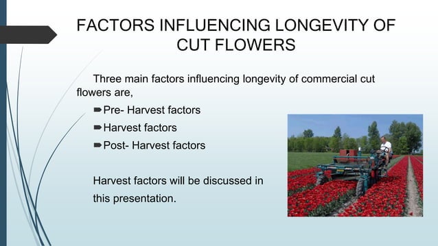 Harvesting Indices and Harvesting Techniques of Cut Flowers | PPTX