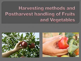 Harvesting methods and Postharvest handling of Fruits and.pptx