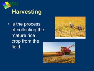 harvesting methods and procedure.ppt
