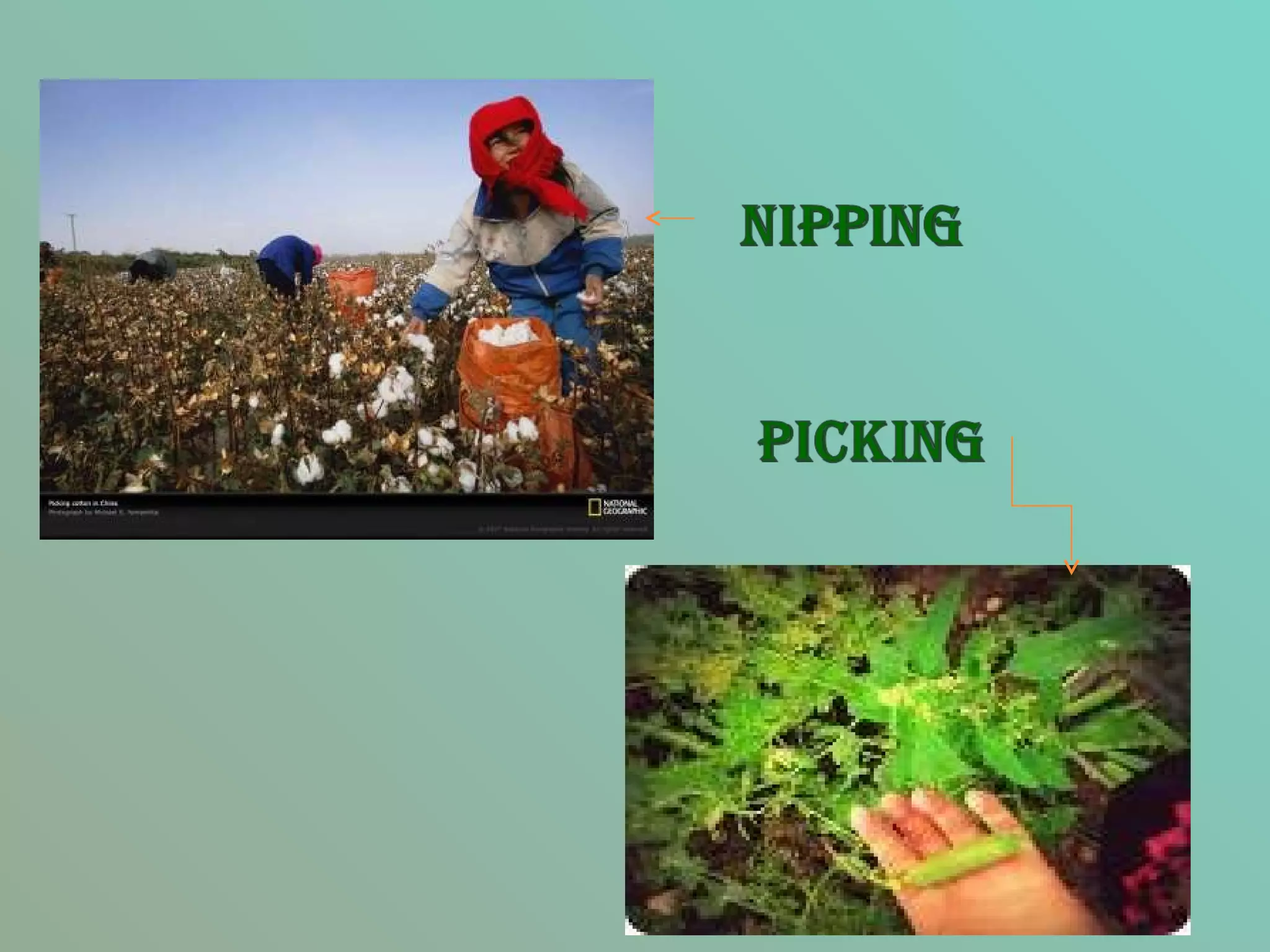 Harvesting and threshing equipment | PPT