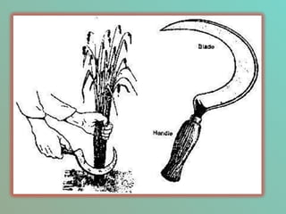 Harvesting and threshing equipment | PPT