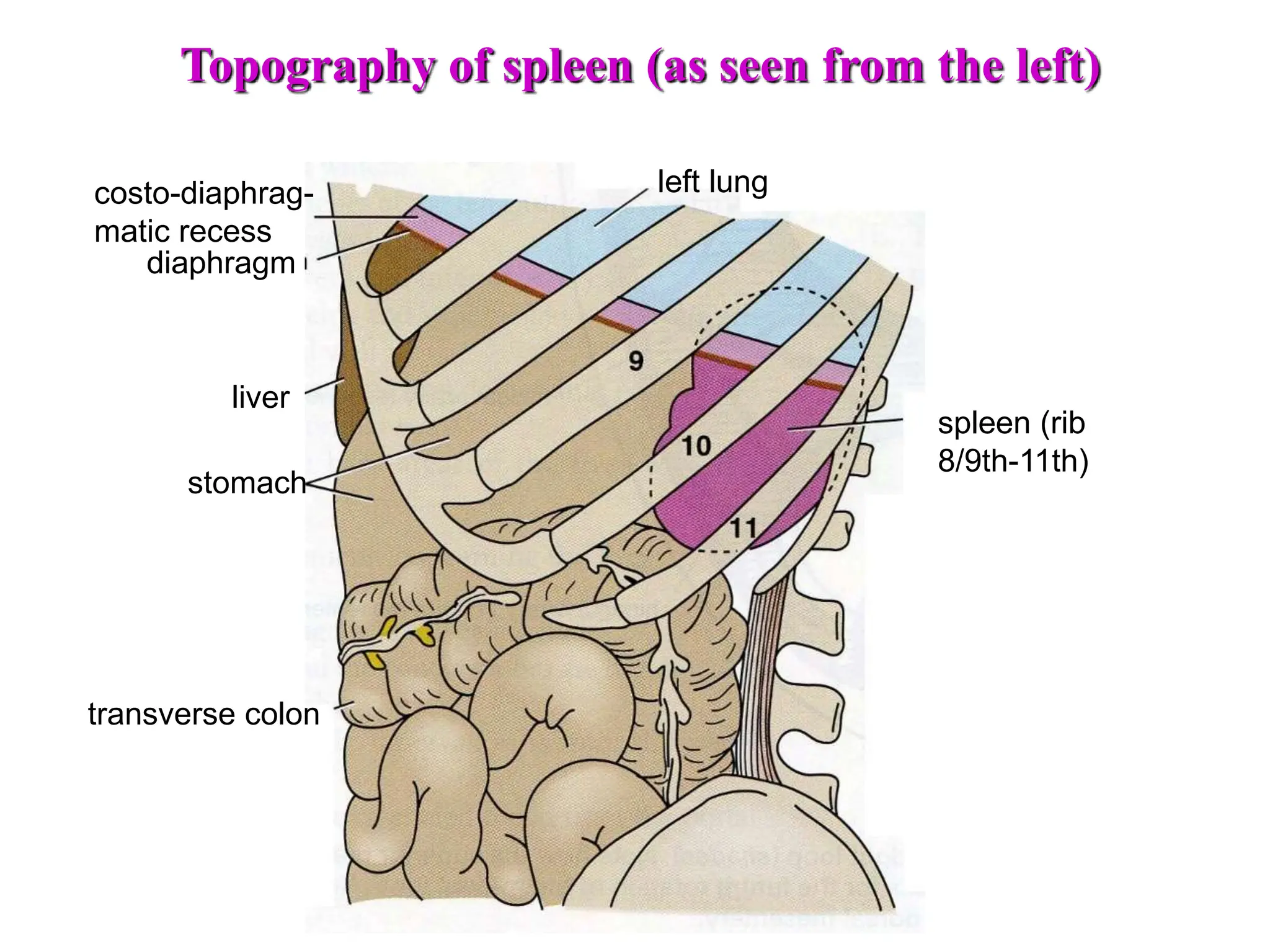 Has-felületi-topográfiája_angol veterinary.ppt