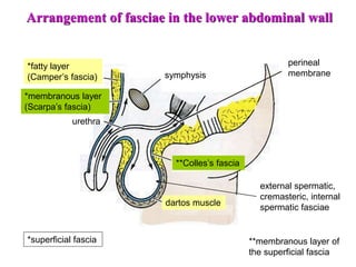 Has-felületi-topográfiája_angol veterinary.ppt