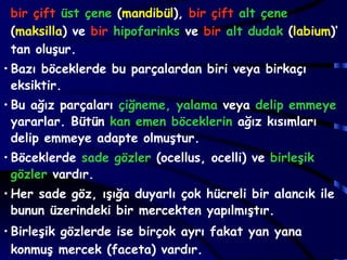 artropod-genel-özellikler (fazlası için www.tipfakultesi.org ) | PPT